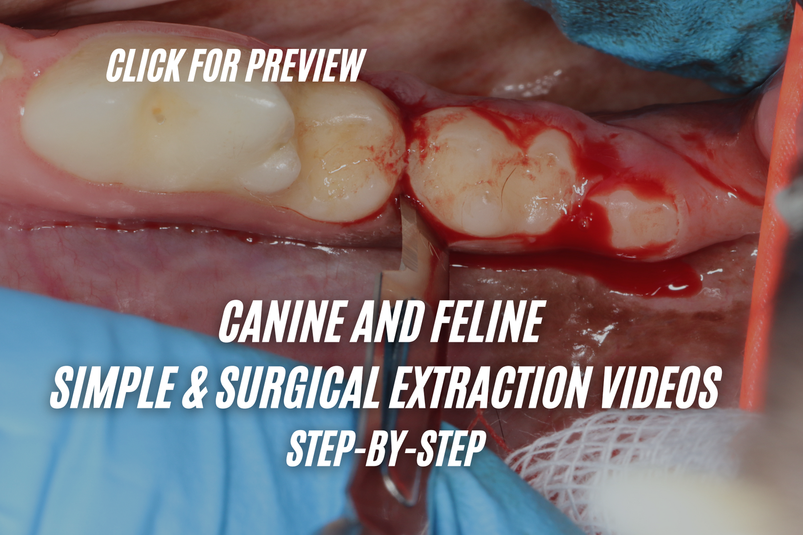 CANINE AND FELINE STEP-BY-STEP SURGICAL EXTRACTION VIDEOS ...