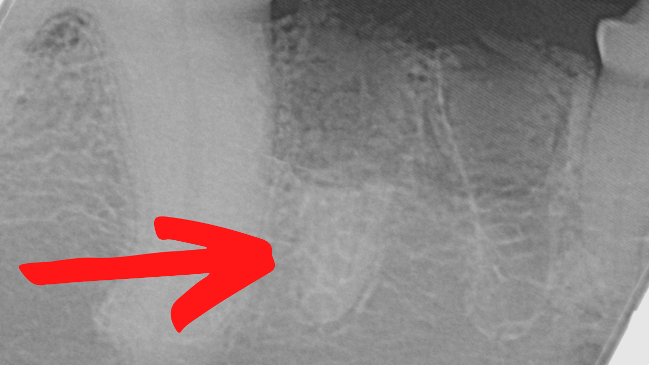 Dental Coaching Program – MortenVetDentist